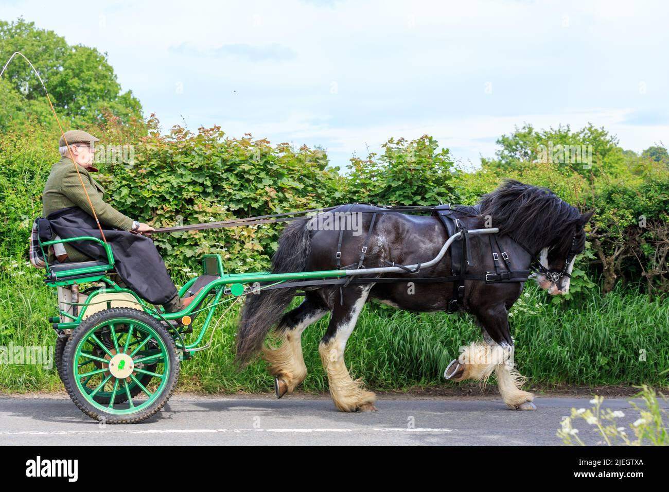 Glencaple, Scotland - June 5, 2022 : Side view of a Dark bay gypsy cob ...