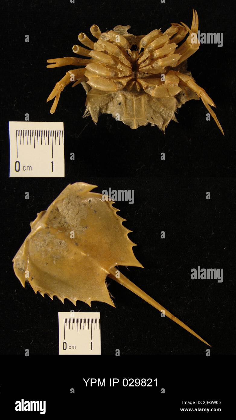 Horseshoe crab research limulus hi-res stock photography and images - Alamy
