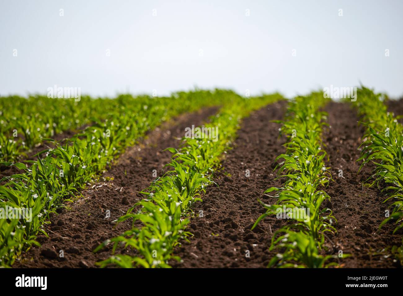 Corn field with young plants on fertile soil, a closeup with vibrant ...