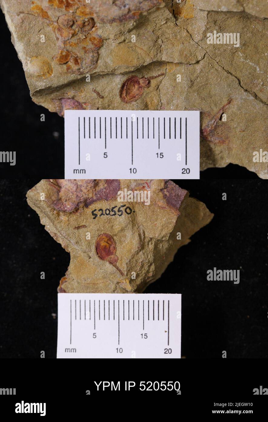 Undet xiphosurida hi-res stock photography and images - Alamy