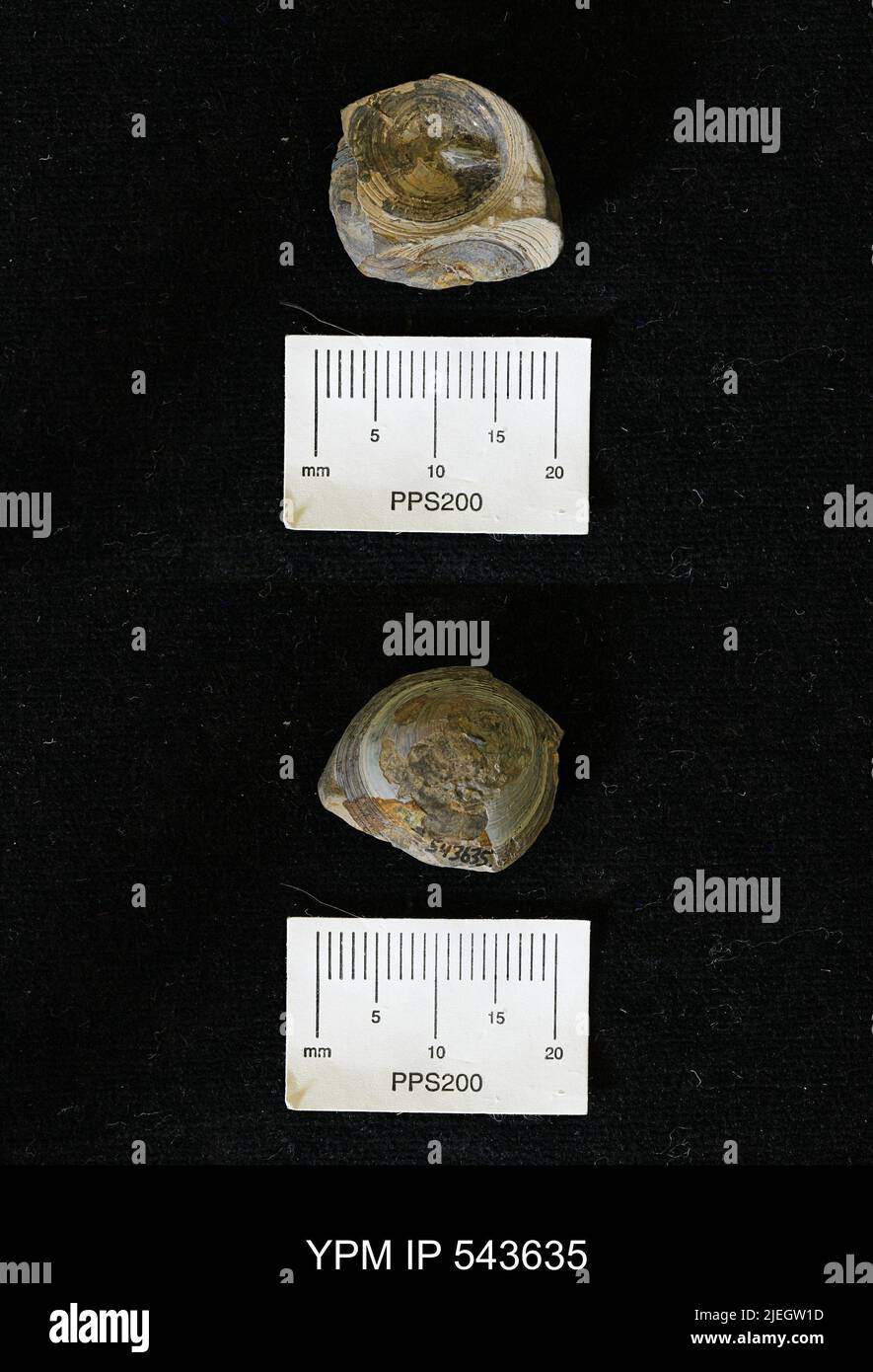 Orbiculoidea nitida phillips hi-res stock photography and images - Alamy