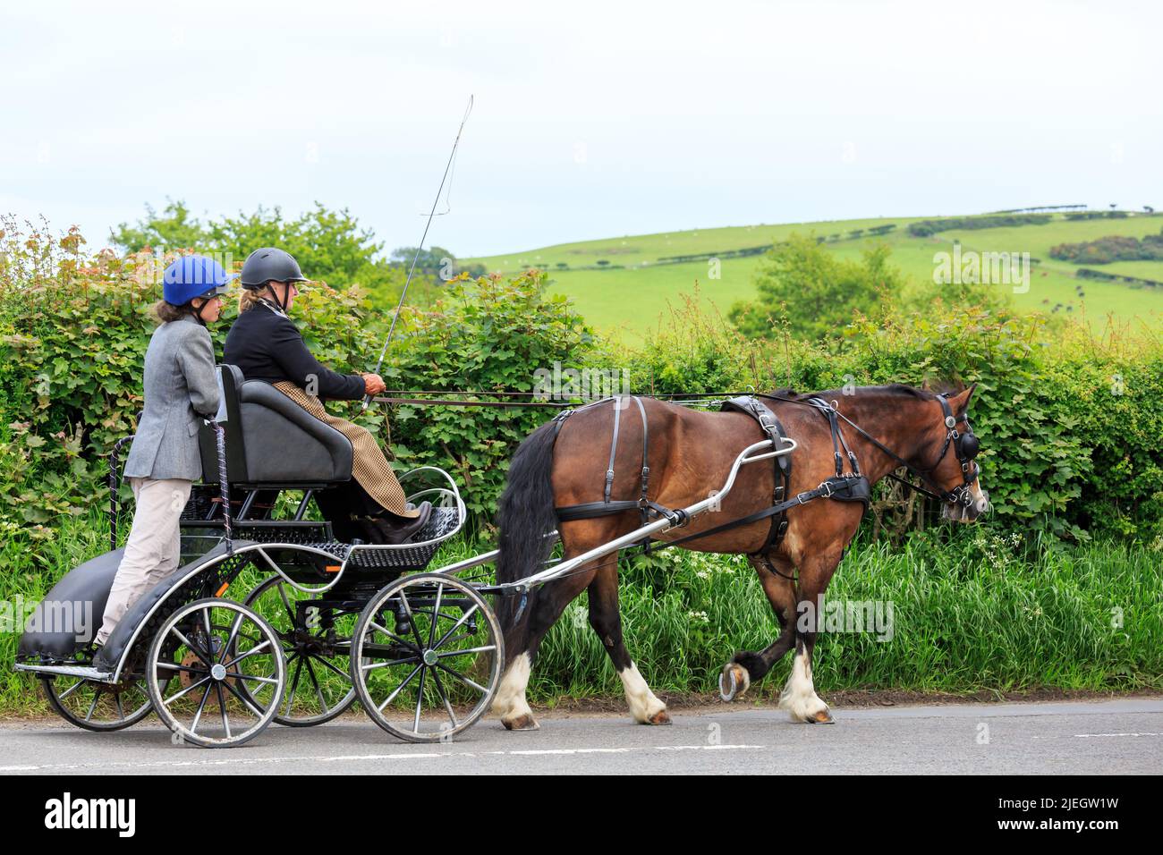 Glencaple, Scotland - June 5, 2022 : Side view of a Welsh pony pulling ...