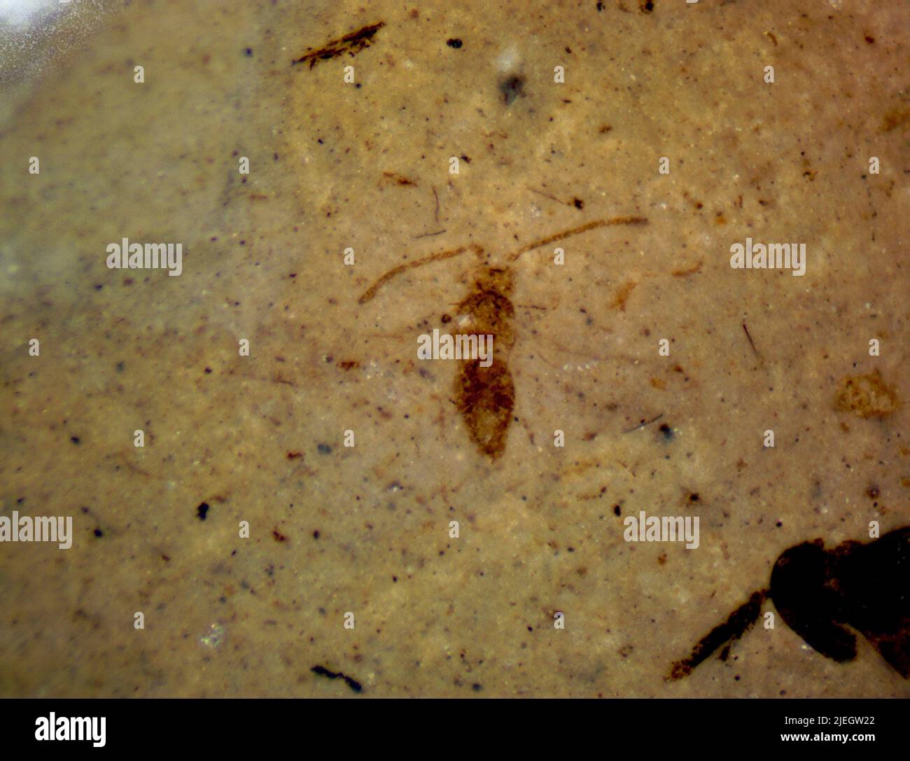Subclass pterygota hi-res stock photography and images - Alamy