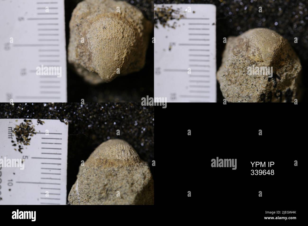 Cardium species hi-res stock photography and images - Alamy