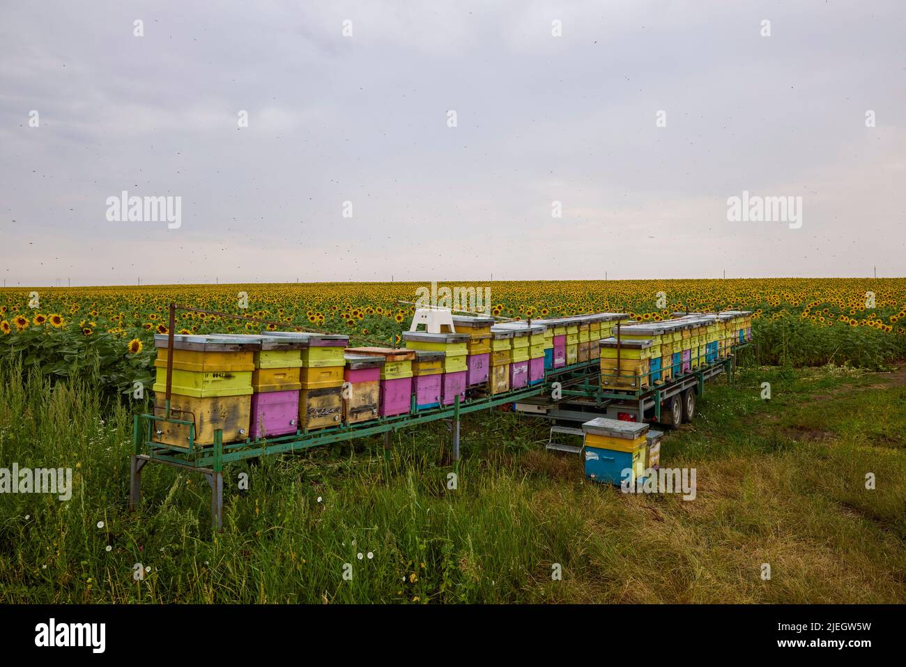 hives with bees near a field of sunflowers Stock Photo - Alamy