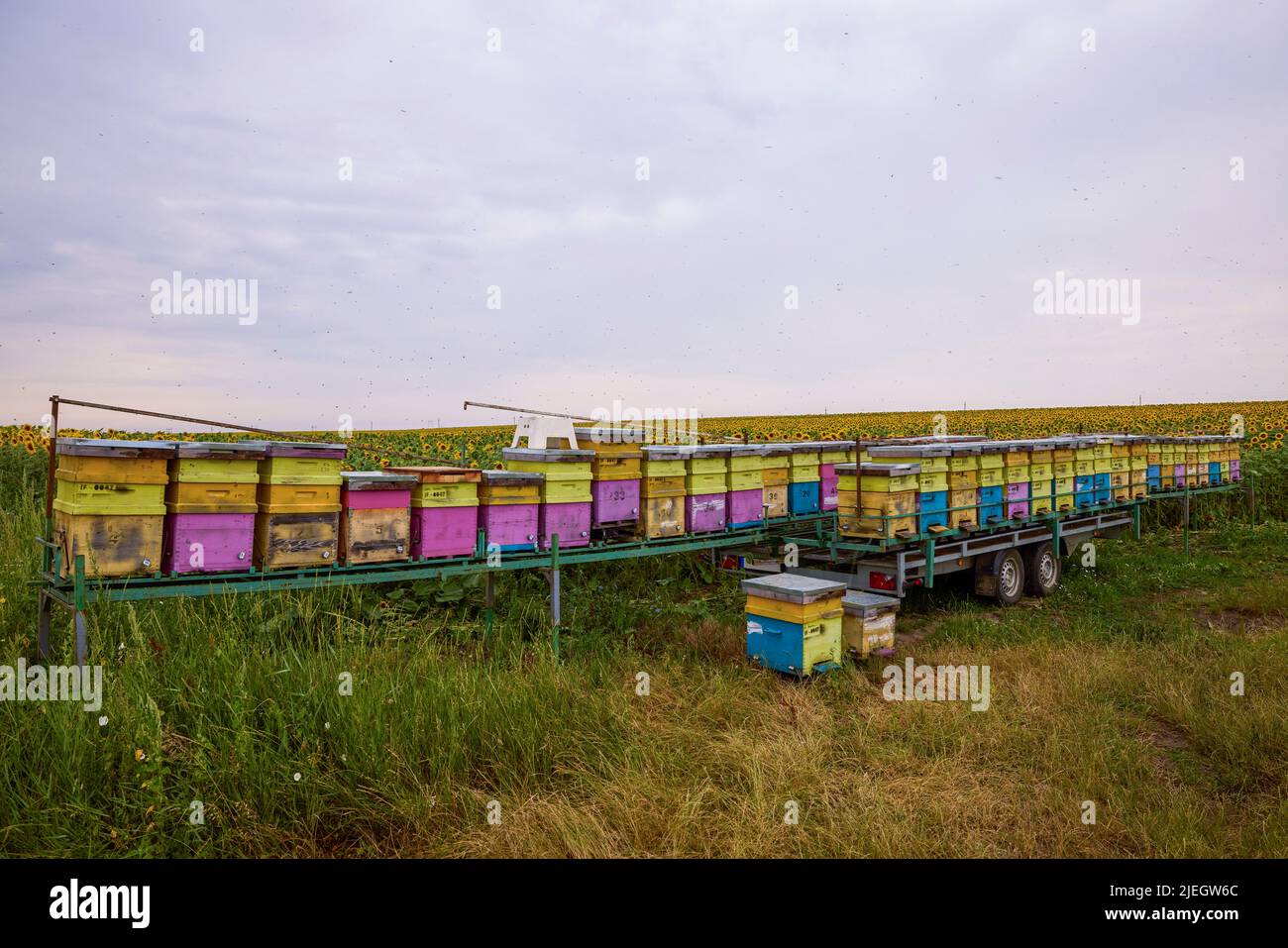 hives with bees near a field of sunflowers Stock Photo - Alamy