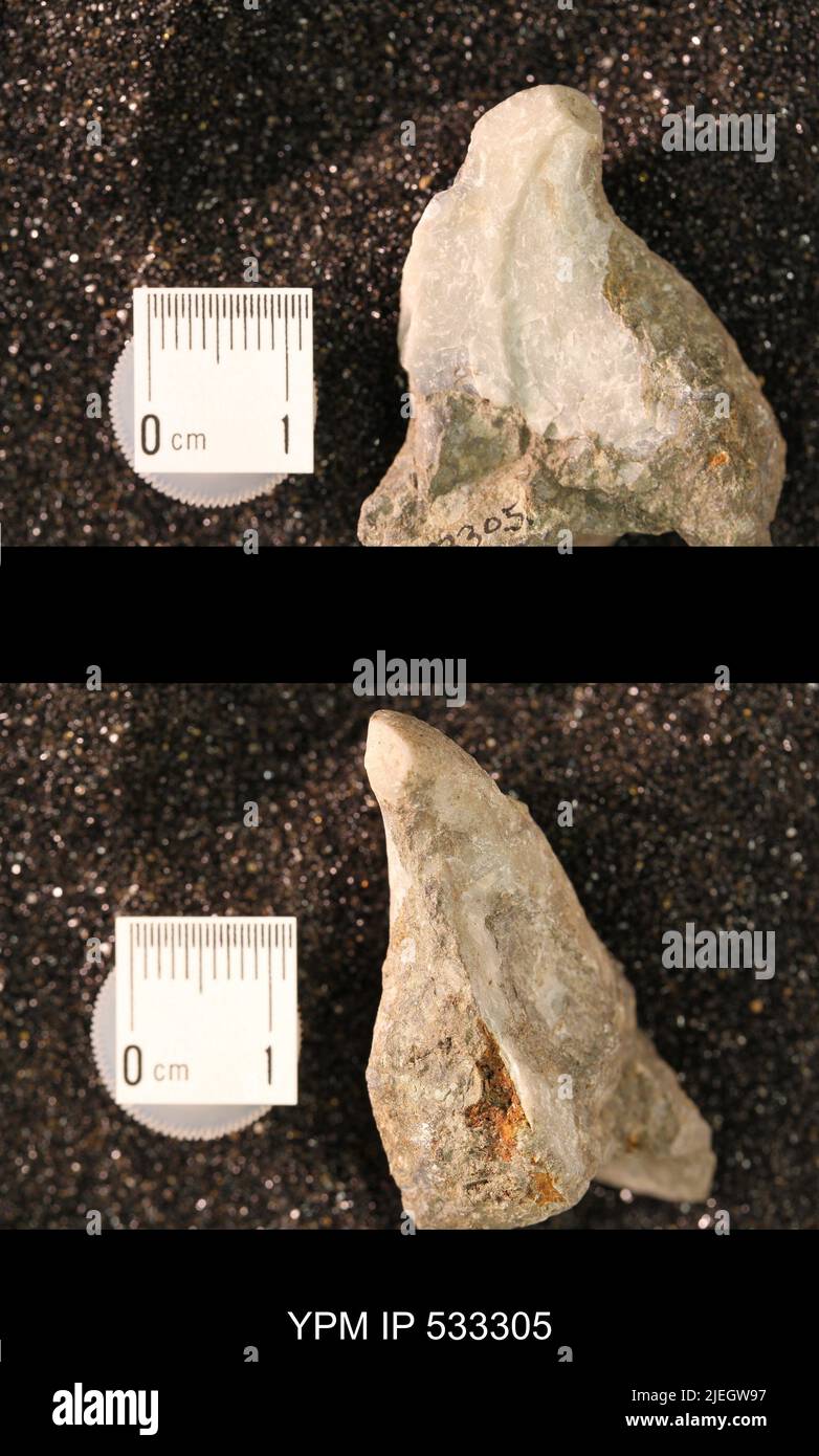 Conchidium hi-res stock photography and images - Alamy