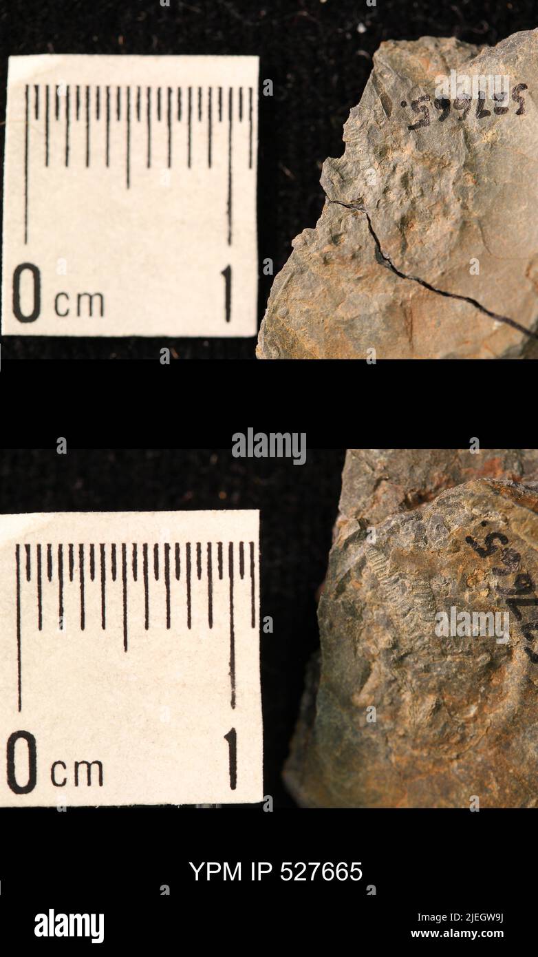 Pentremites hi-res stock photography and images - Alamy