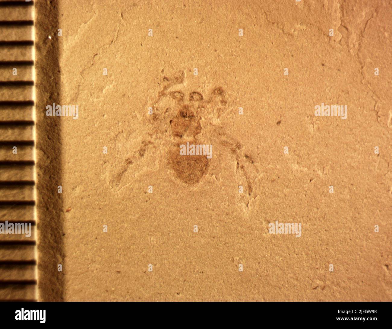 Arachnid silk glands hi-res stock photography and images - Alamy