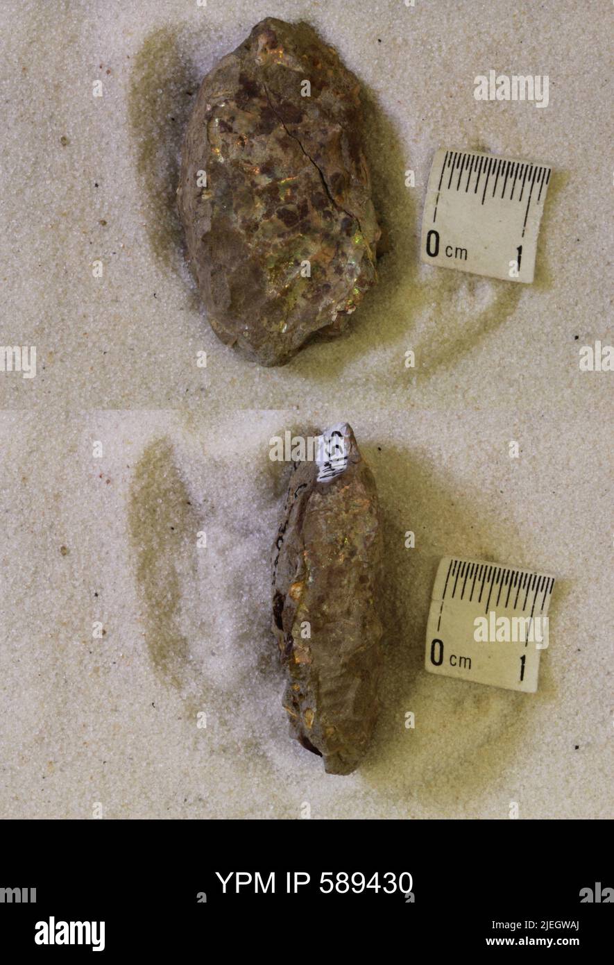 Scaphitidae hi-res stock photography and images - Alamy