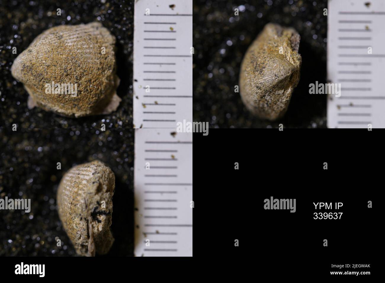 Cardium whitei dall animalia hi-res stock photography and images - Alamy