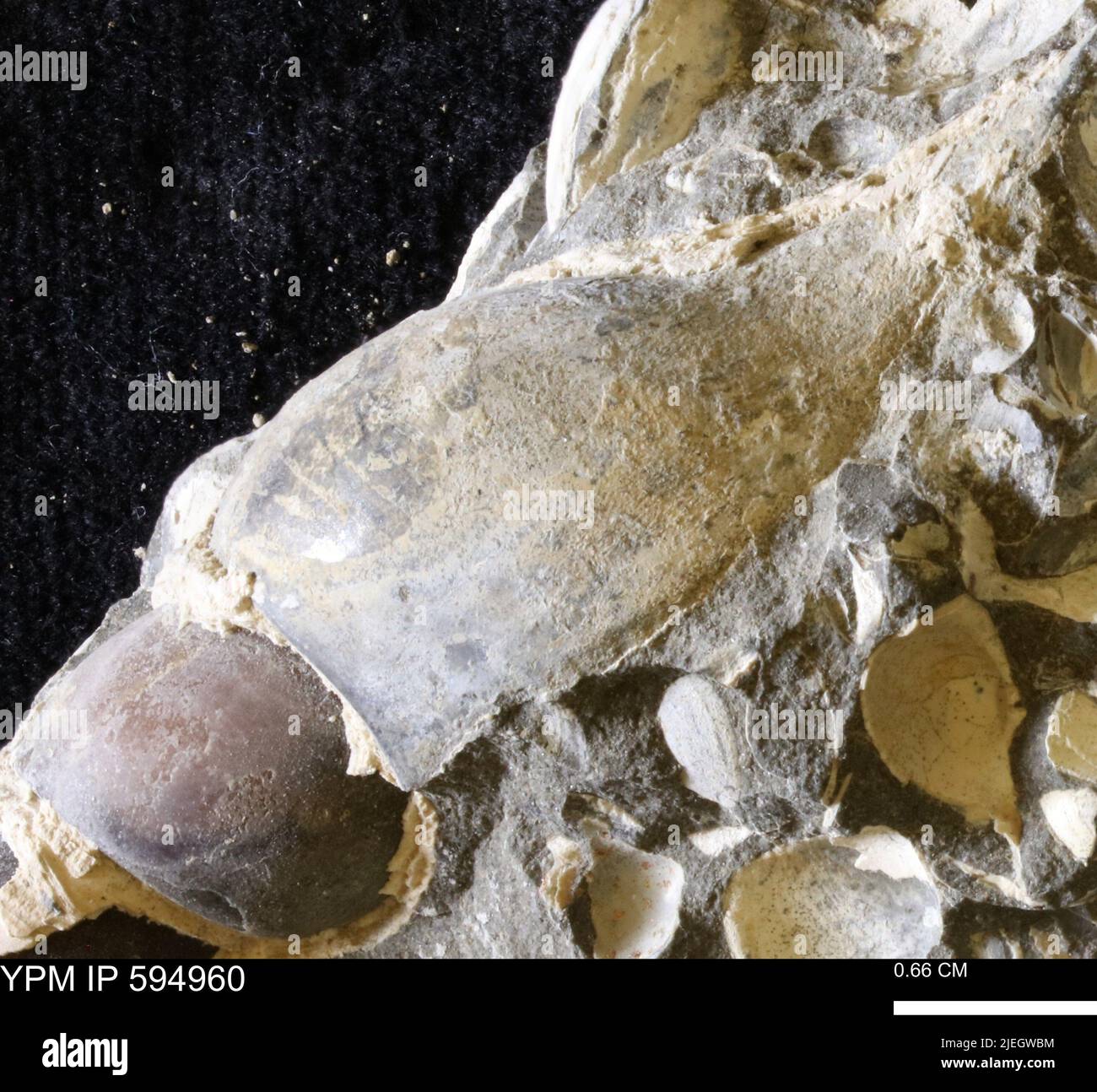 Gastropoda snails and slugs hi-res stock photography and images - Alamy