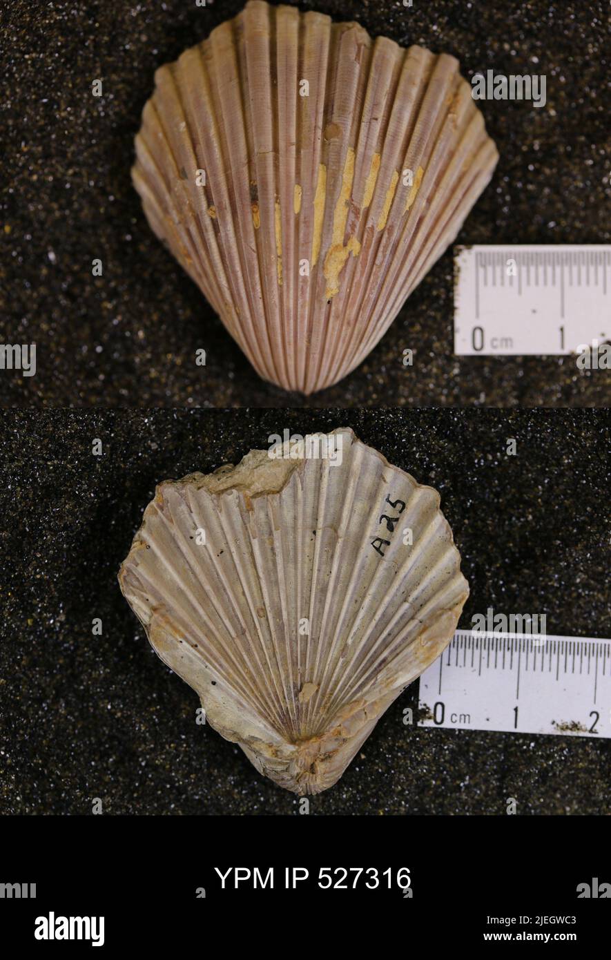 Pecten fossil hi-res stock photography and images - Alamy