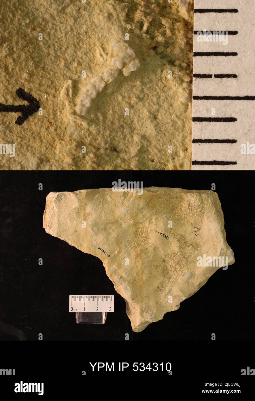 Ophiur hi-res stock photography and images - Alamy