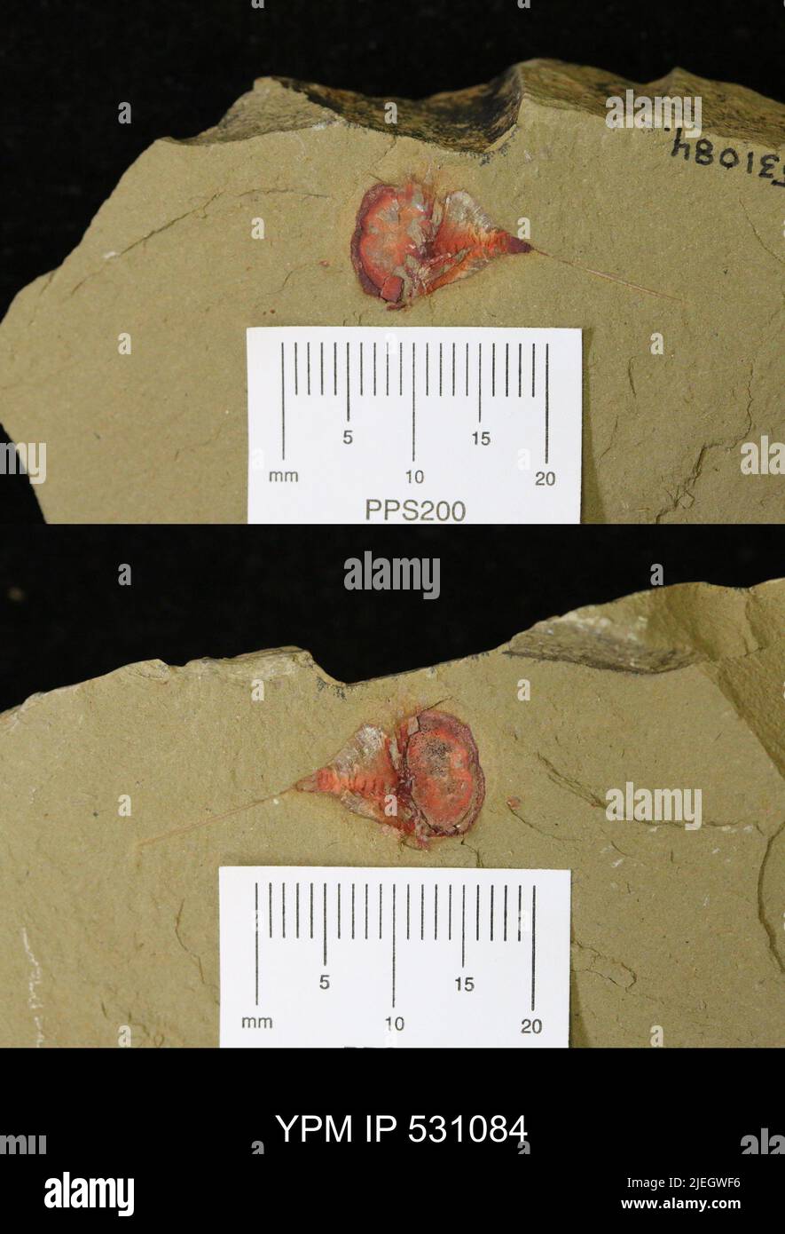 Xiphosurida hi-res stock photography and images - Alamy