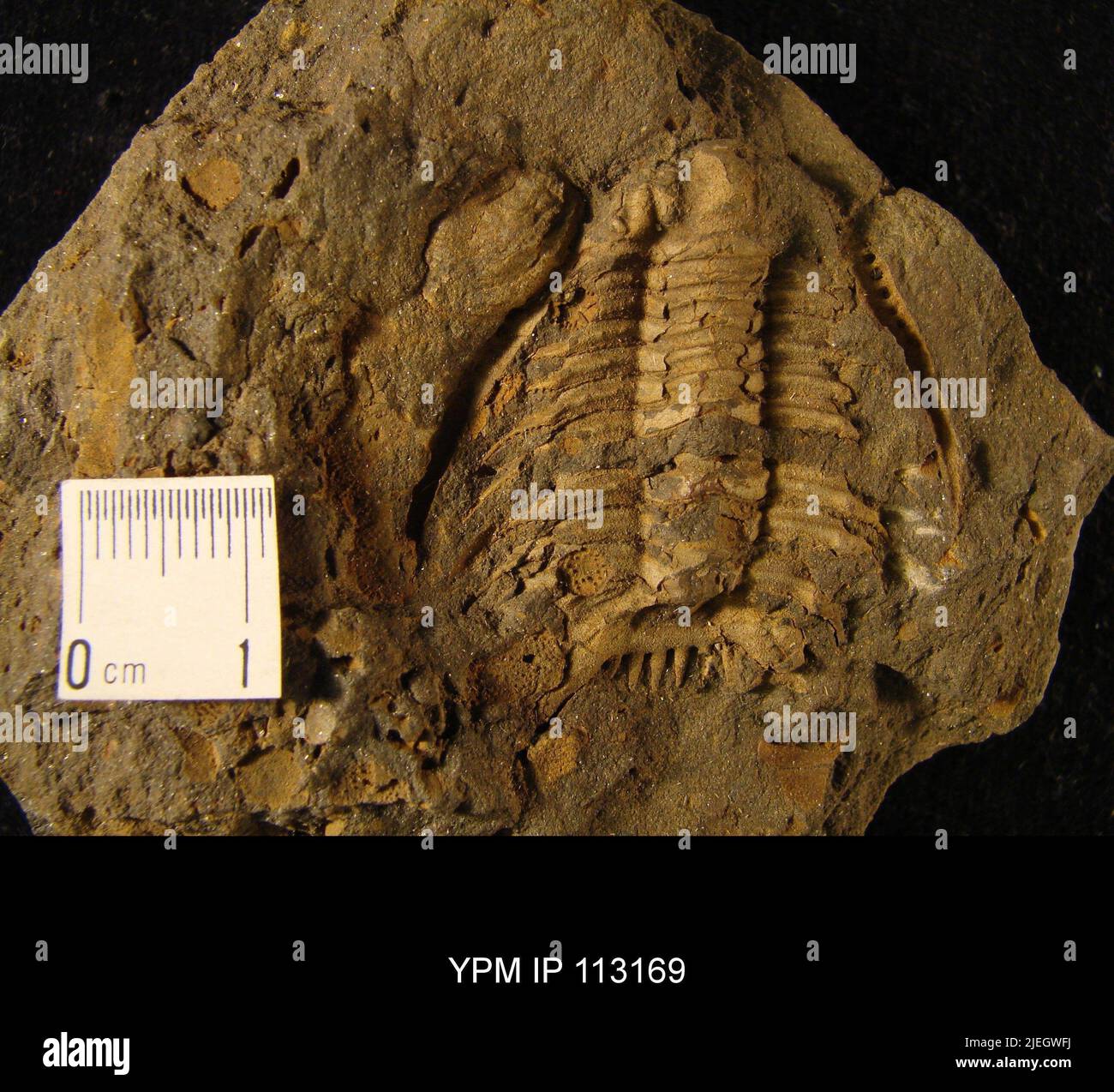 Acidaspis hi-res stock photography and images - Alamy
