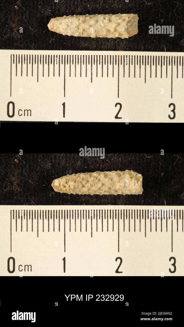 Echinoderm identification hi-res stock photography and images - Alamy