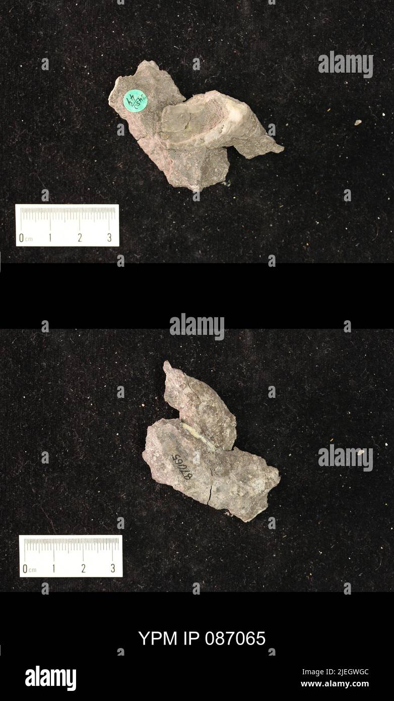 Endoceratoidea hi-res stock photography and images - Alamy