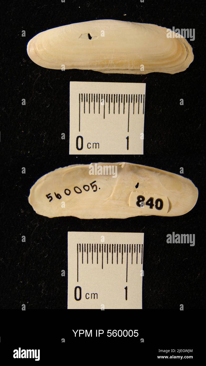 1794 animalia hi-res stock photography and images - Alamy