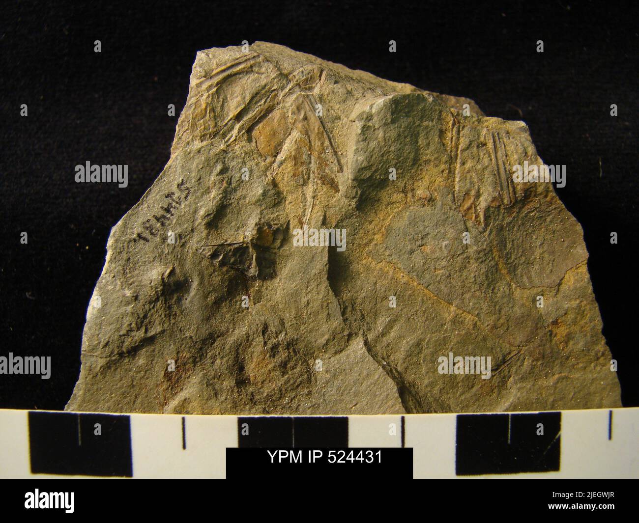 Undet conulariida animalia hi-res stock photography and images - Alamy