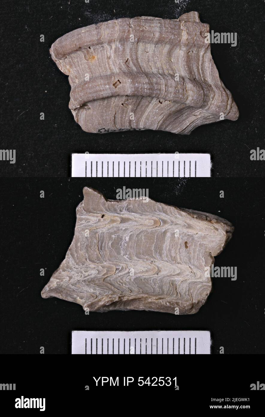 Ecphora hi-res stock photography and images - Alamy