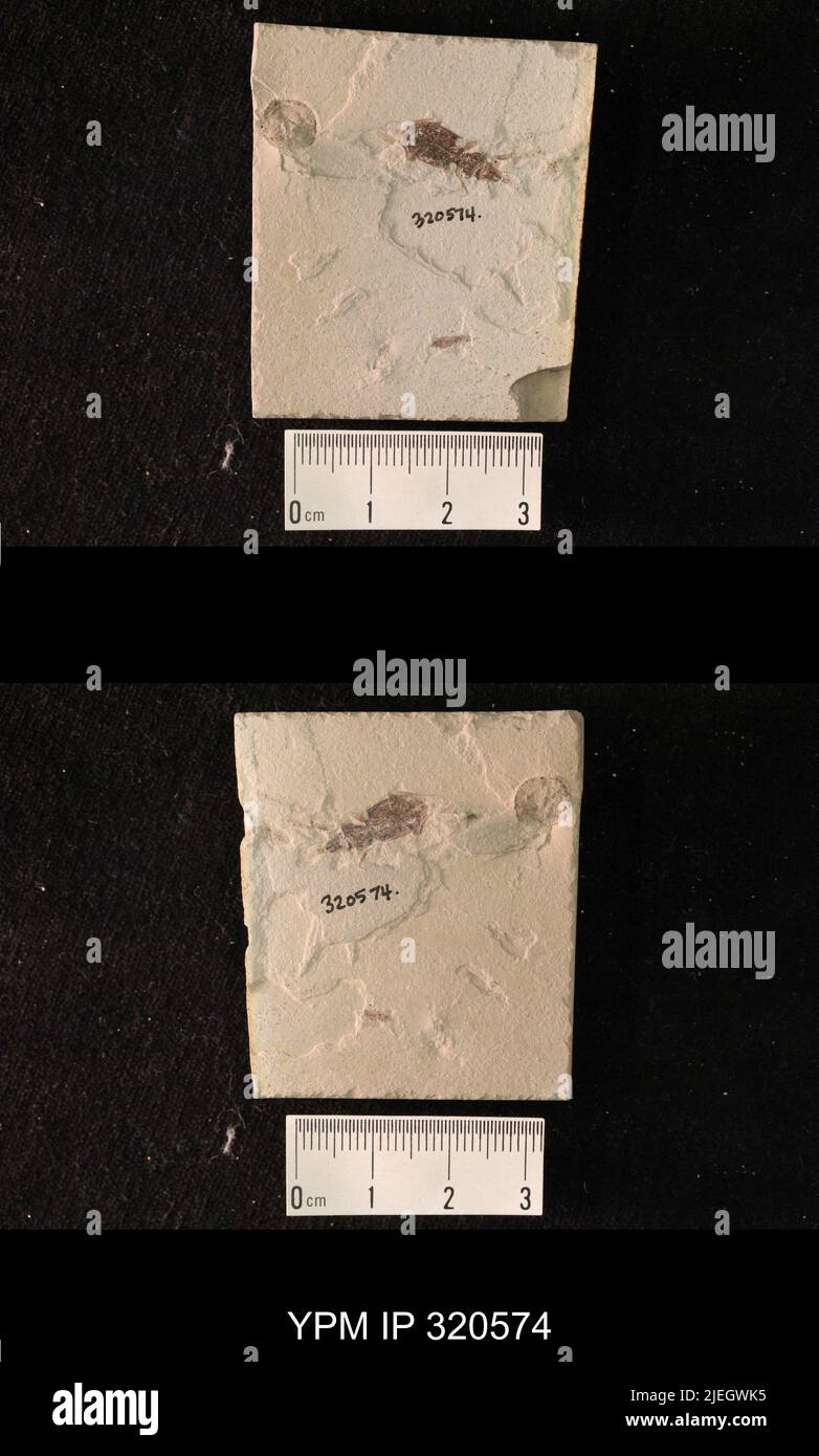 Carabidae ground beetles hi-res stock photography and images - Alamy