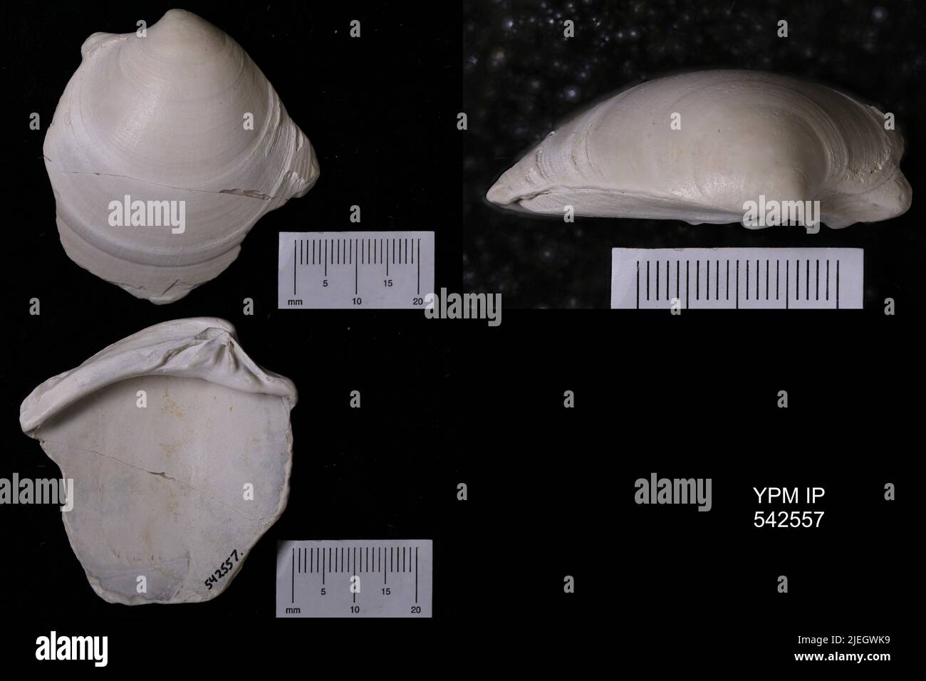 1832 animalia hi-res stock photography and images - Alamy