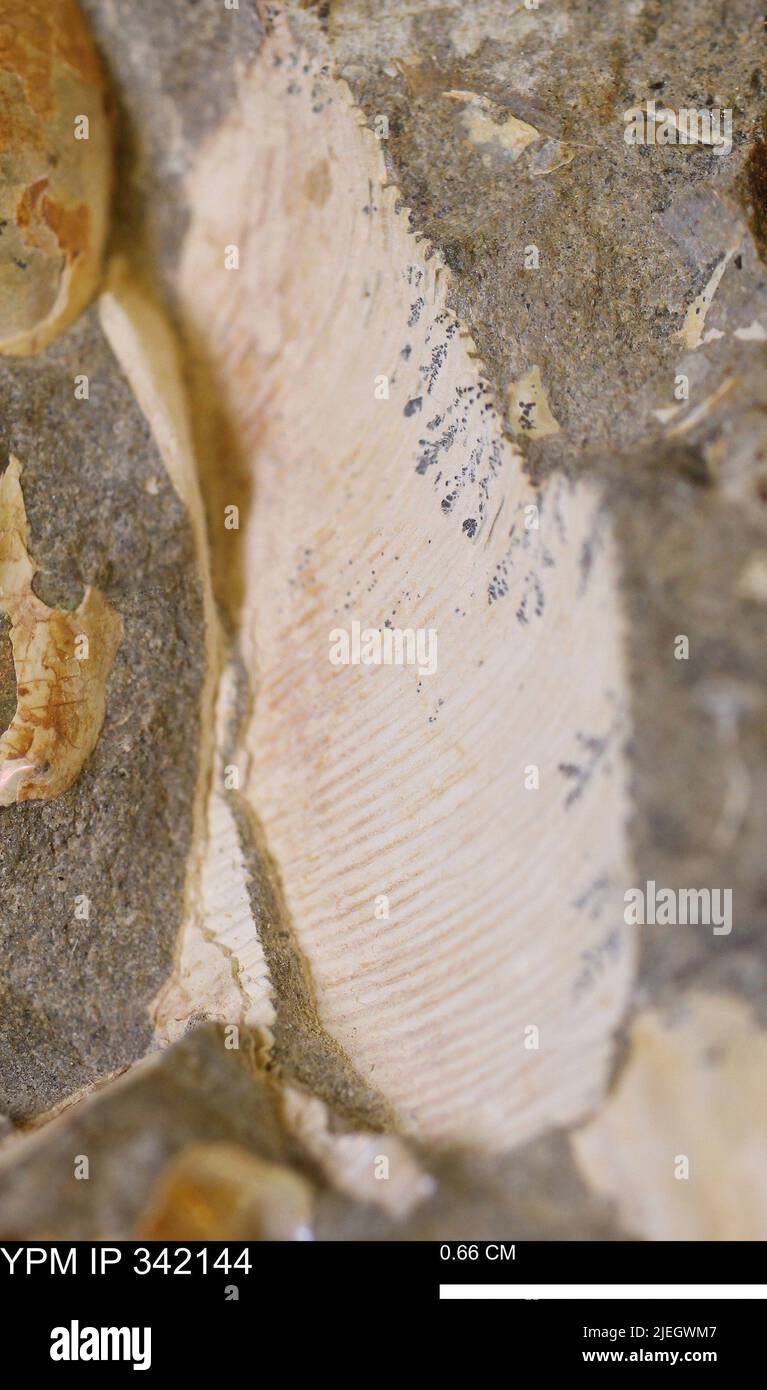 Scaphitidae animalia hi-res stock photography and images - Alamy