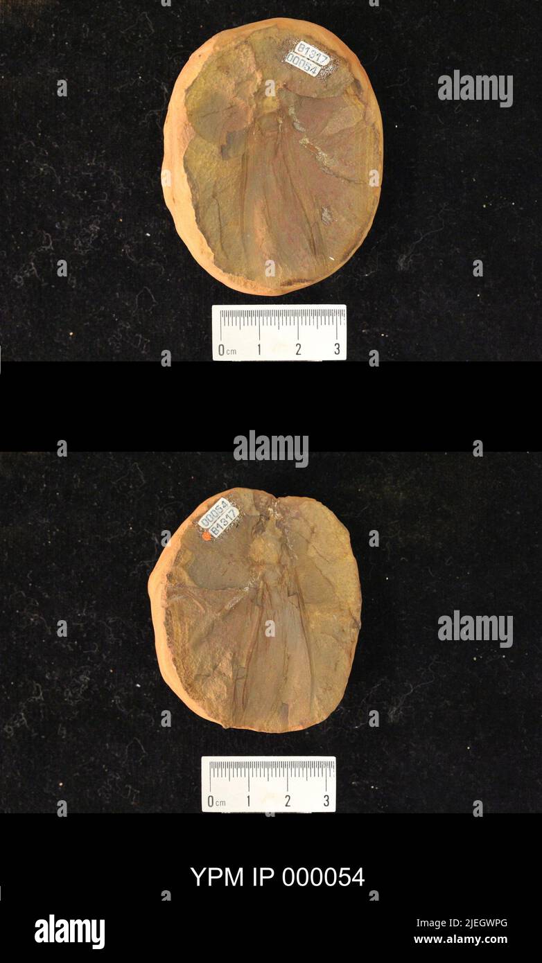 Holotype animalia hi-res stock photography and images - Alamy