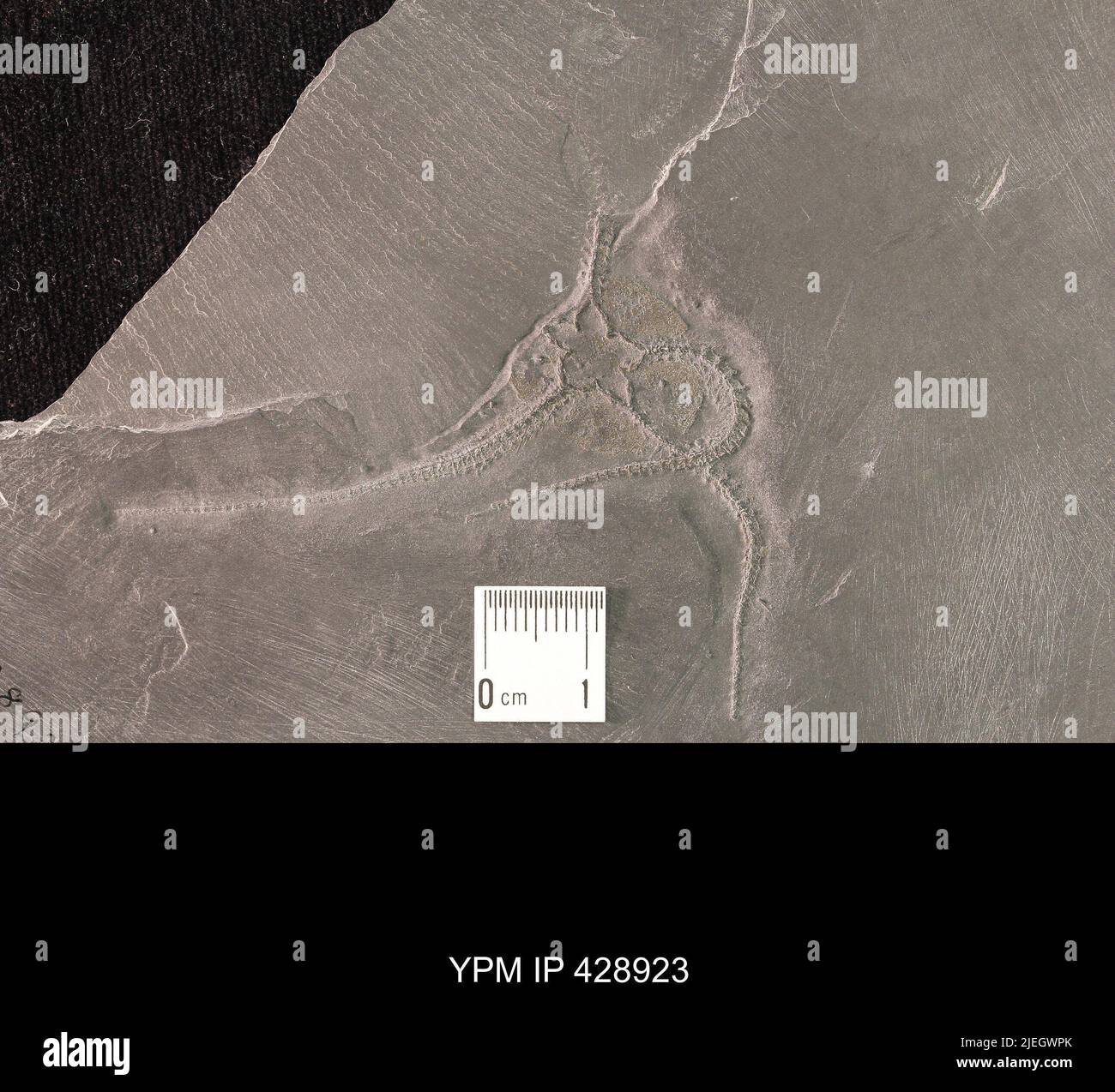 Furcaster palaeozoicus Sturtz Stock Photo - Alamy