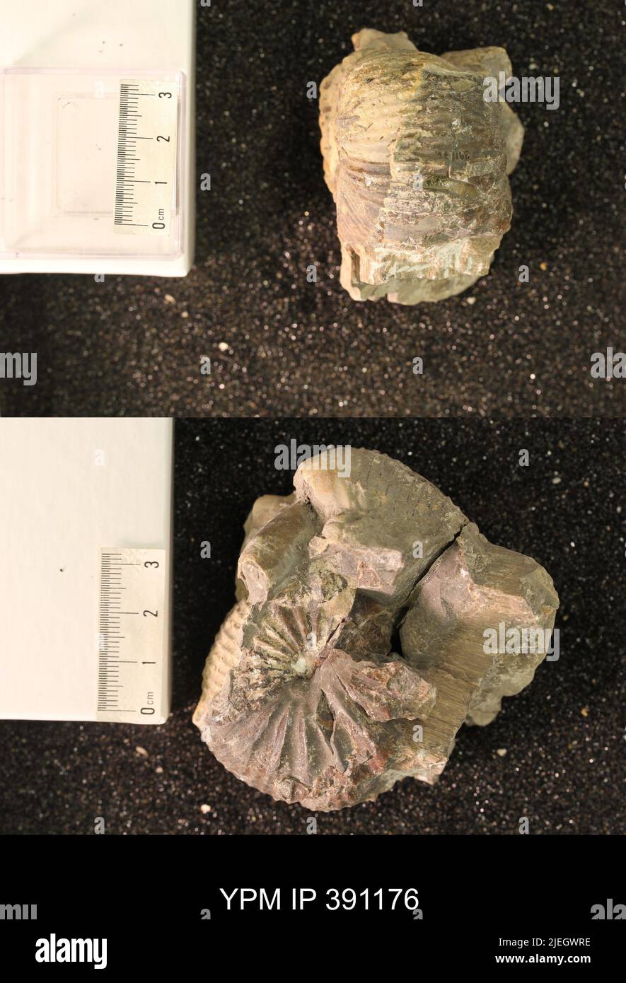 Scaphitidae animalia hi-res stock photography and images - Alamy