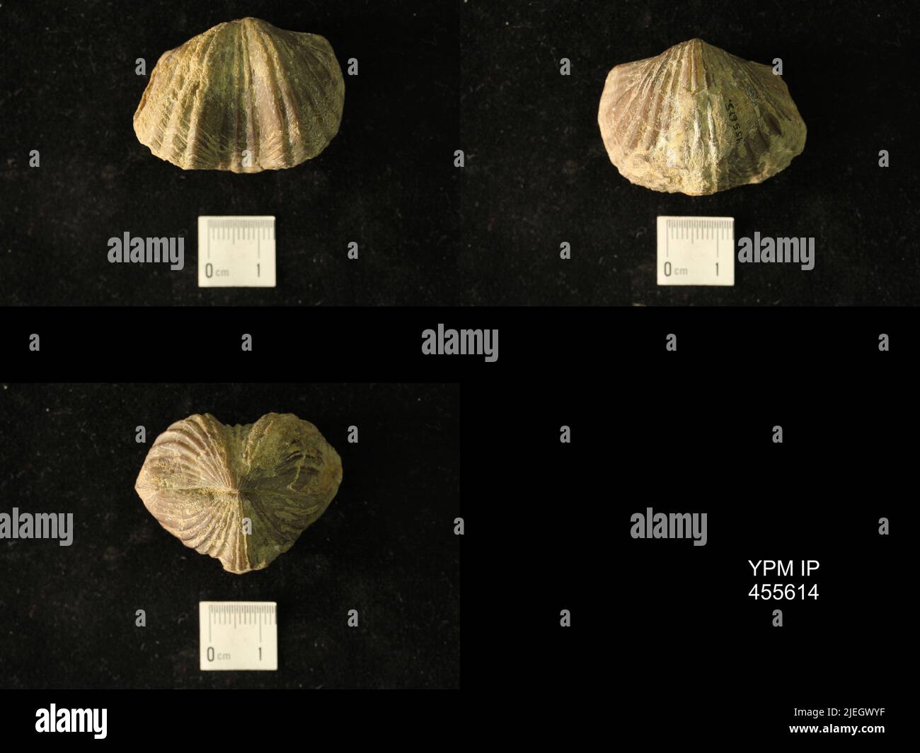 Platystrophia acutilirata senex Cumings Stock Photo - Alamy