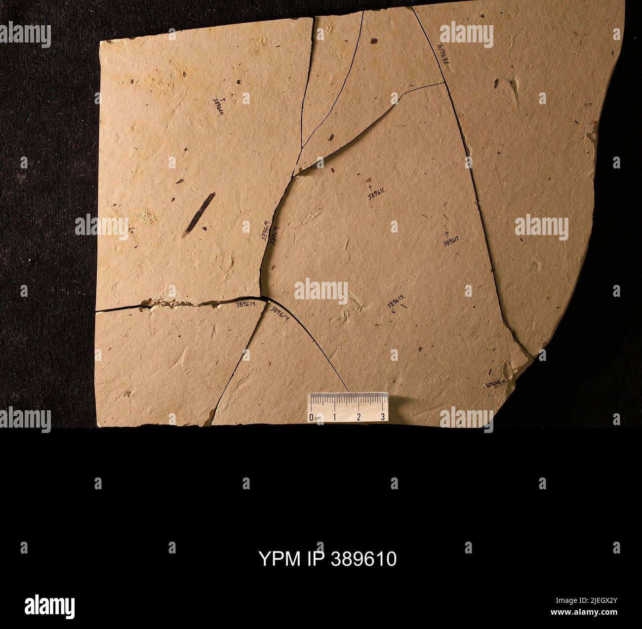 Undet pterygota animalia hi-res stock photography and images - Alamy