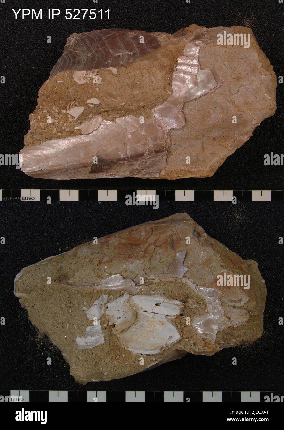 Mytiloid hi-res stock photography and images - Alamy