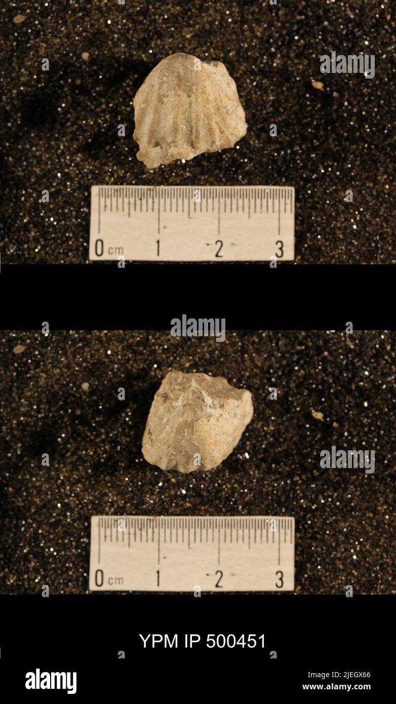 Enteletes plummeri King Stock Photo - Alamy