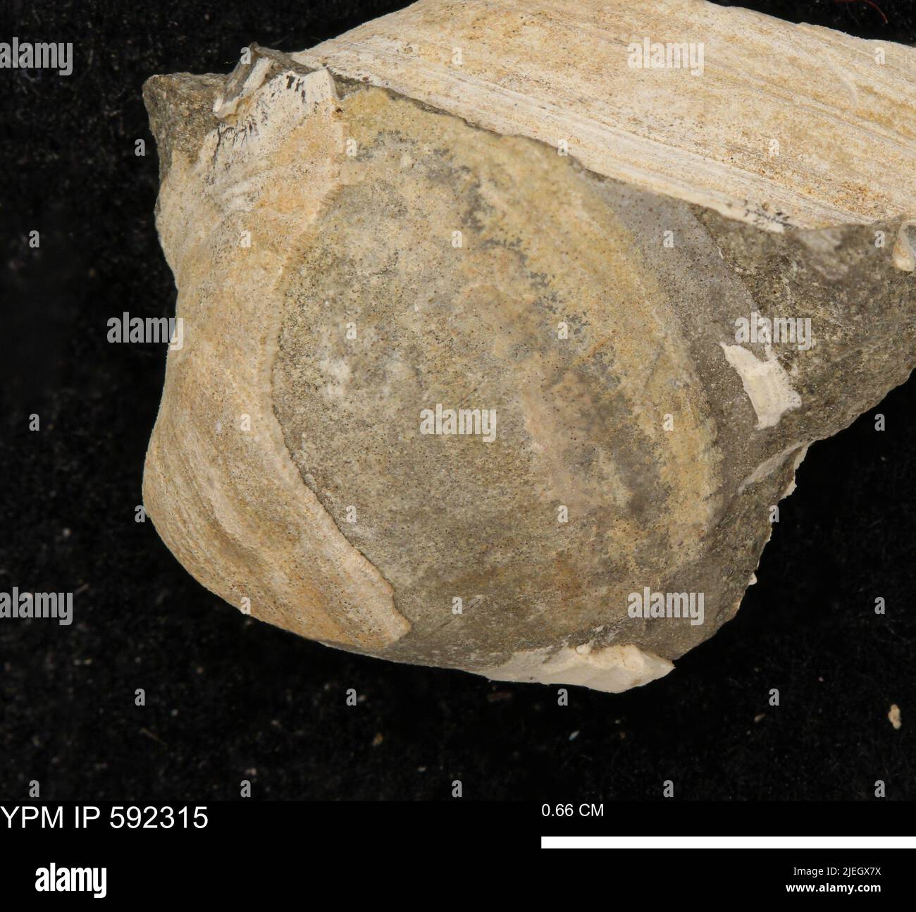 Cucullaea sp animalia hi-res stock photography and images - Alamy