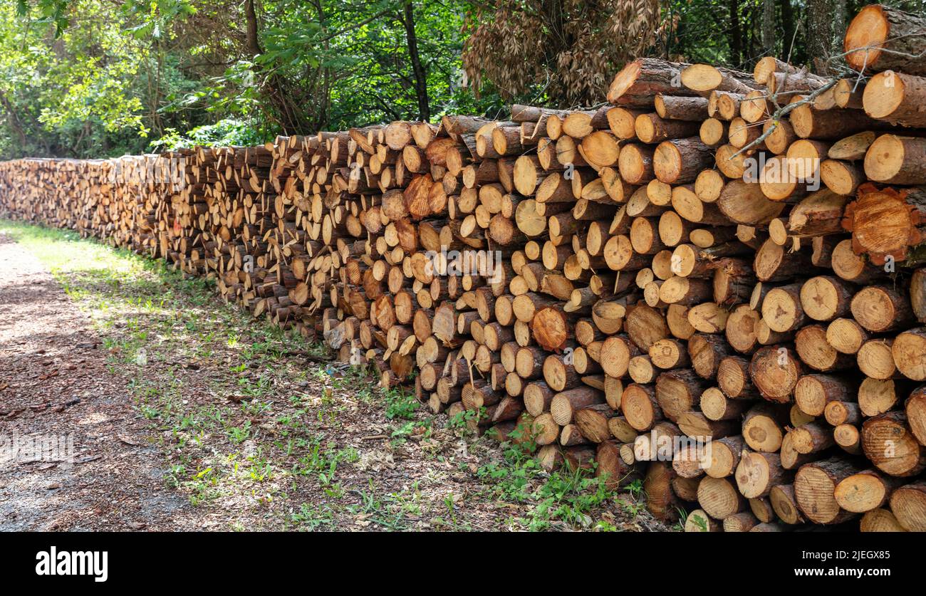 Timber storage, tree logs stacked. Firewood stock in forest background ...