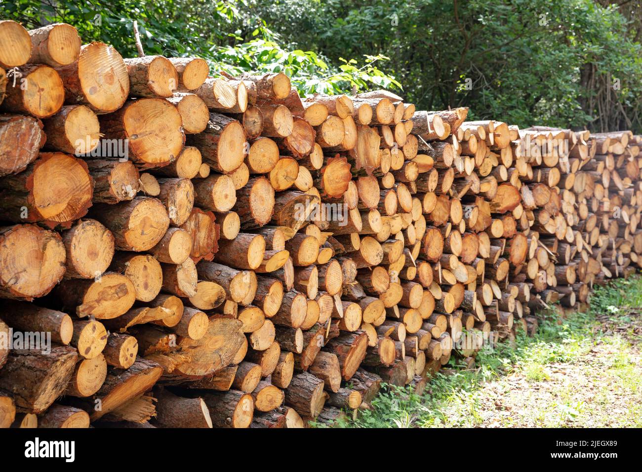 Wood logs pile, timber winter stock. Firewood storage in forest ...