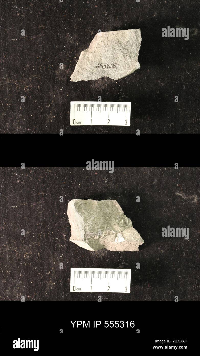 Productus cora d'Orbigny Stock Photo - Alamy