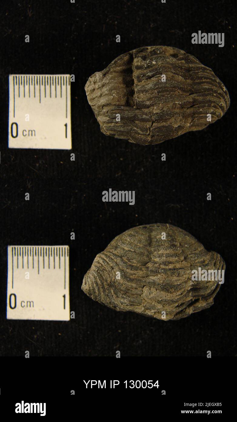 Phacops rana green animalia hi-res stock photography and images - Alamy