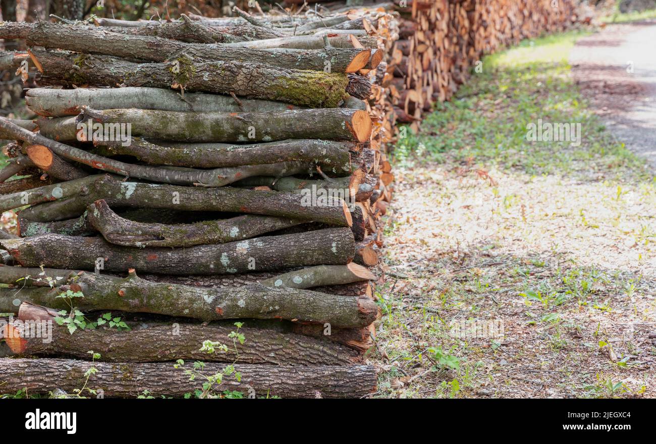 Wood logs pile, timber winter stock. Firewood storage in forest ...