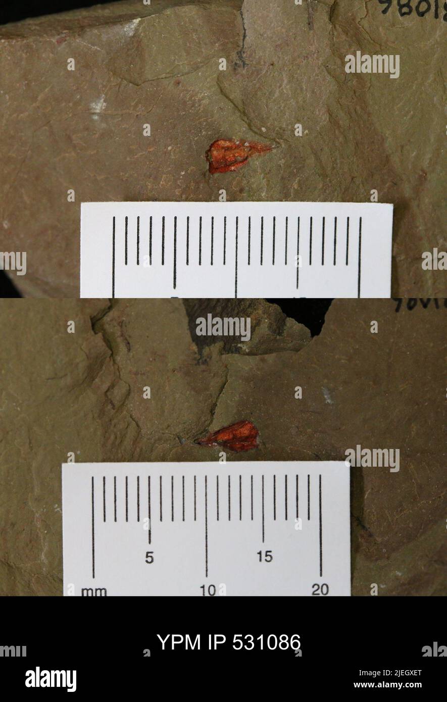 Eocrinoidea hi-res stock photography and images - Alamy