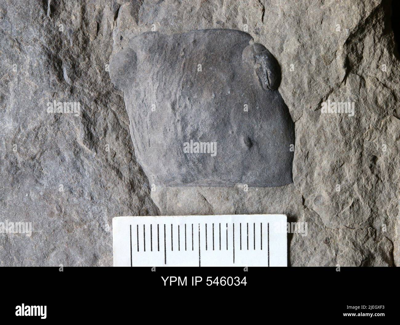 Pterygotus hi-res stock photography and images - Alamy