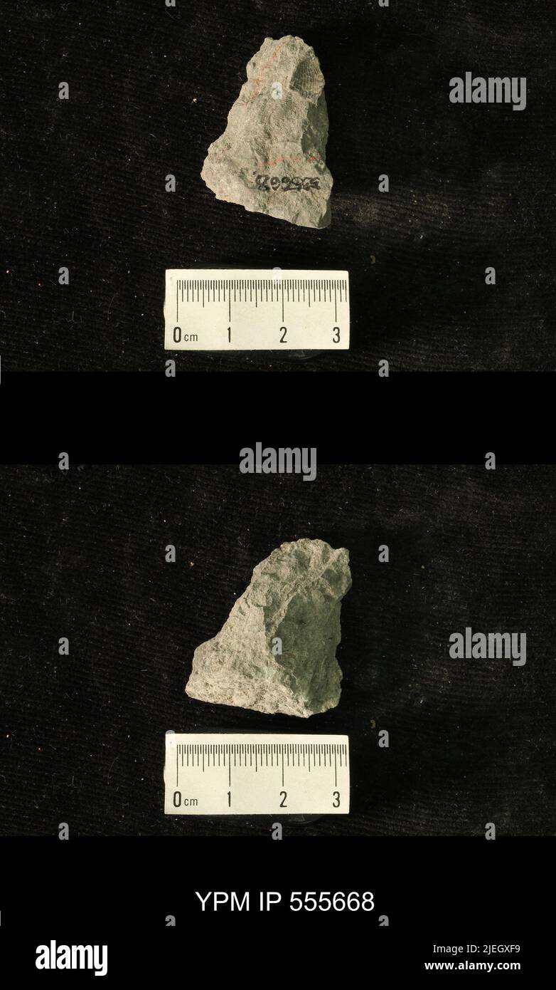 Productus cora d'Orbigny Stock Photo - Alamy