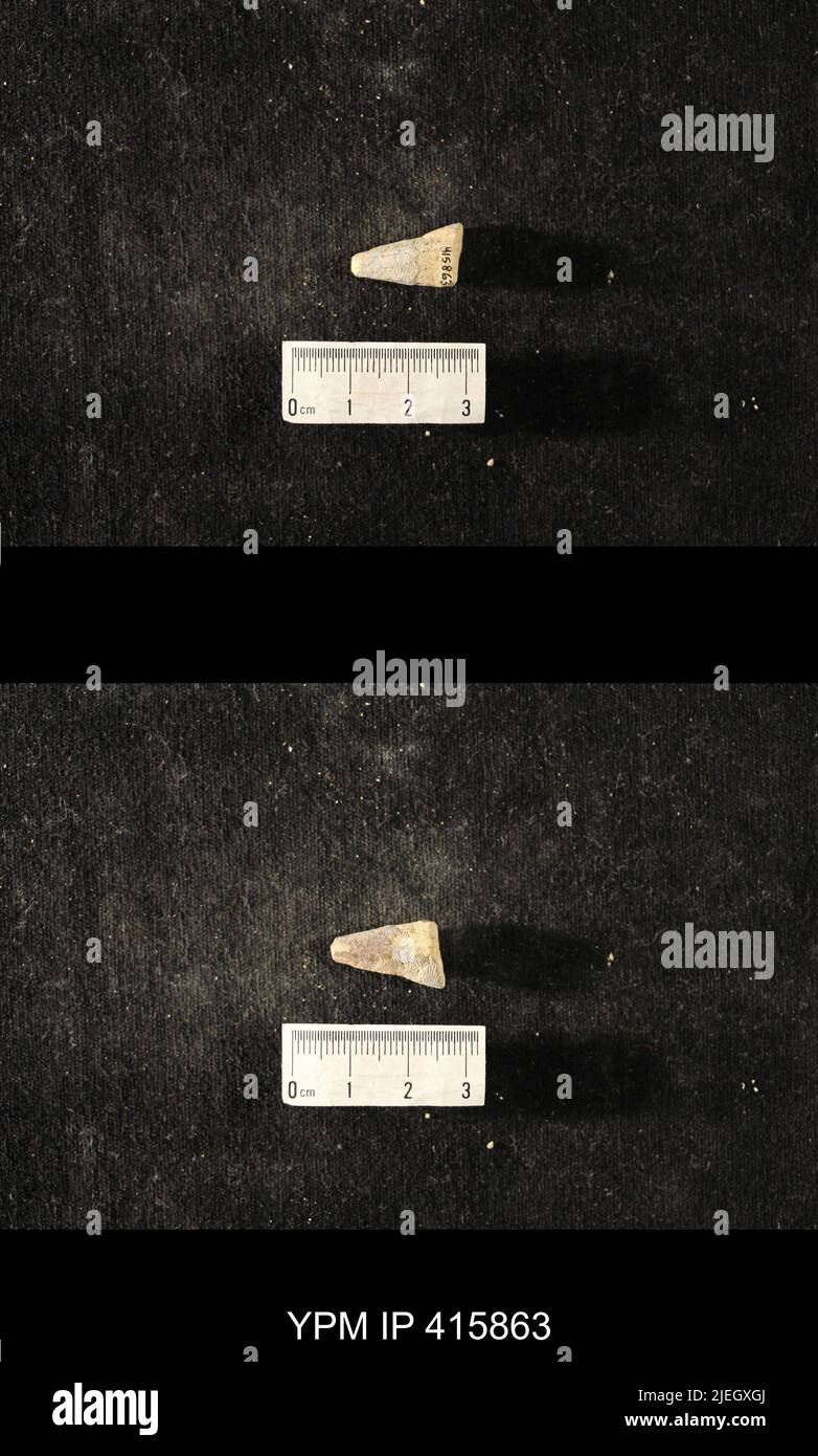 Conularia crustula white hi-res stock photography and images - Alamy