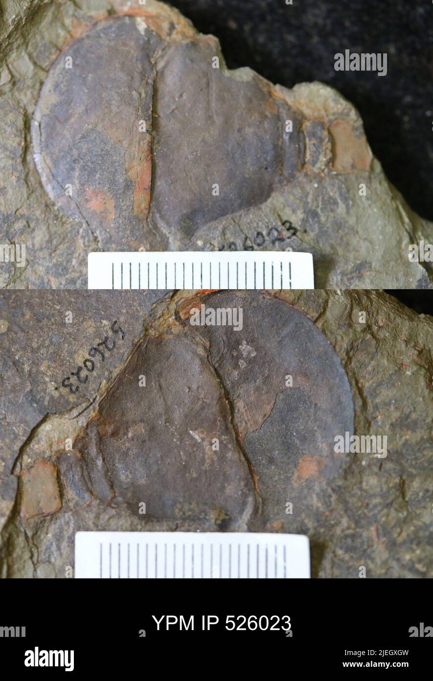 Undet xiphosura animalia hi-res stock photography and images - Alamy