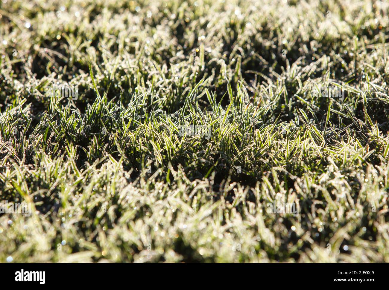 Frosty grassland texture hi-res stock photography and images - Alamy