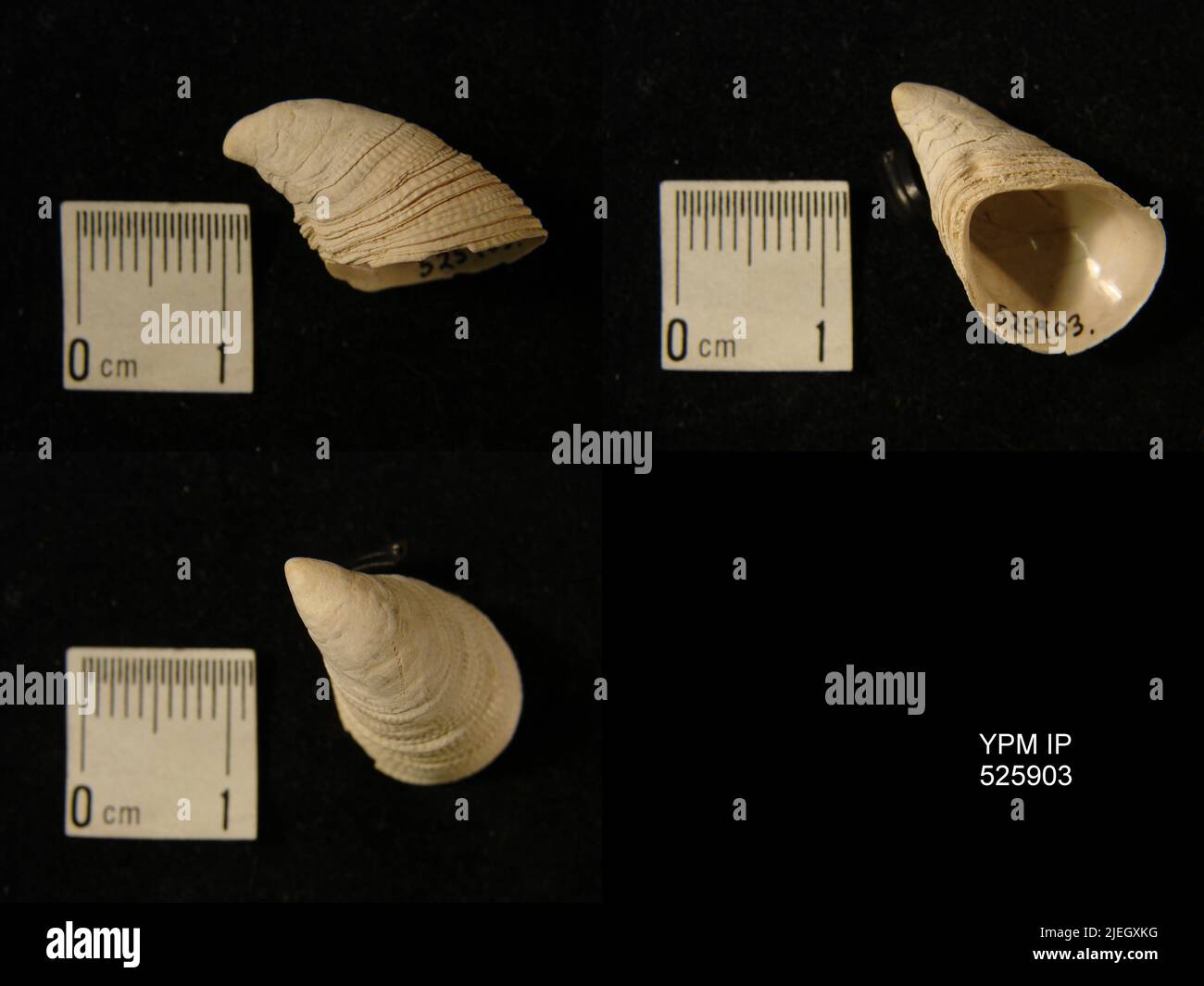 Littorinimo hi-res stock photography and images - Alamy