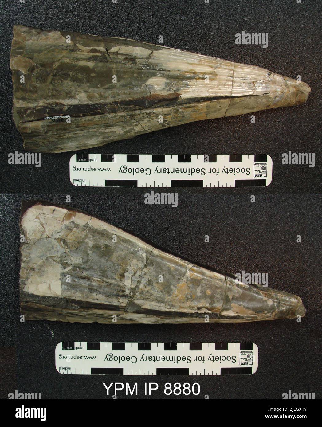 Mytiloid hi-res stock photography and images - Alamy