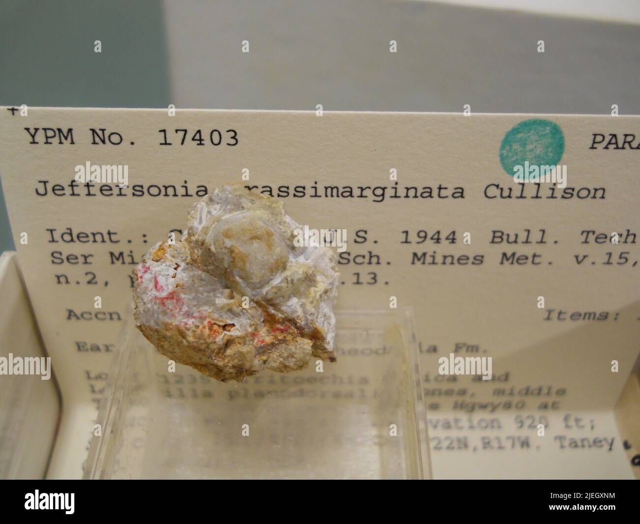 Jeffersonia crassimarginata Cullison Stock Photo - Alamy